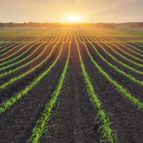 Pure, Organic Alcohol by Culinary Solvent Food Grade Ethanol